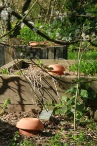Ollas Mini-Greenhouse: the small irrigation oya for containers | Jamet ...